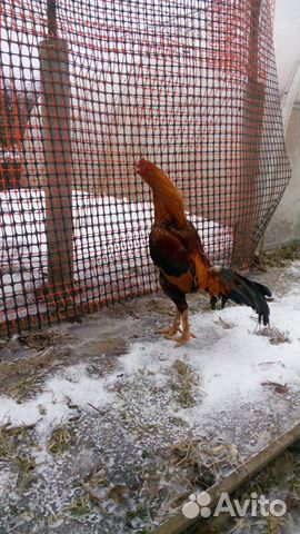 Петух Бойцовый