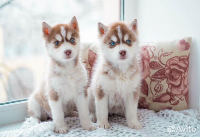 Девочки Хаски Апельсинки