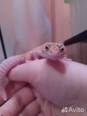 Эублефар (обмен)