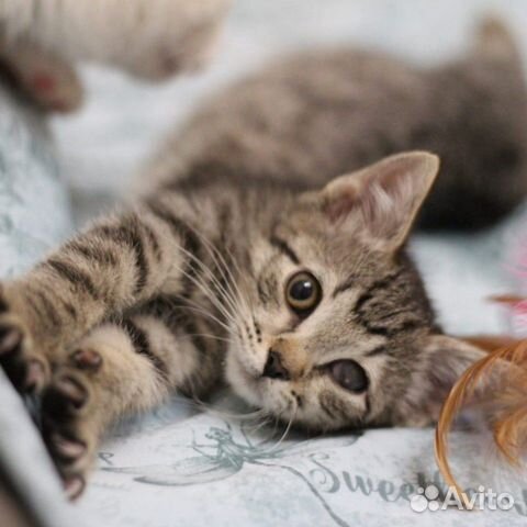 Котенок в дар