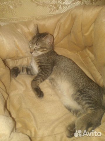 Метис от бурмы