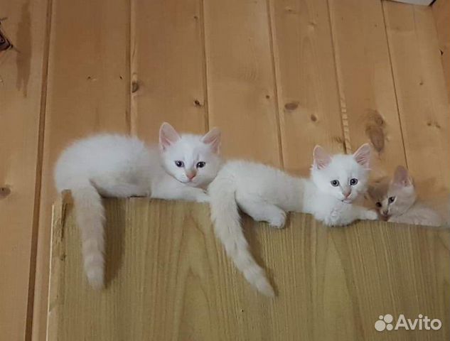 Котики, которые приносят радость