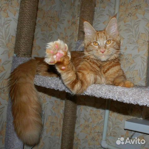В Брид Золото