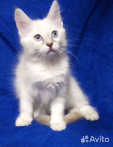 Тайская кошечка голубоглазка