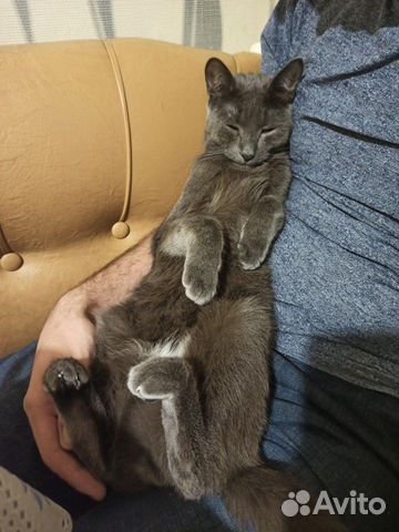 Кот Каспер