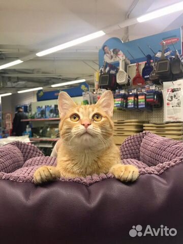 Котенок в зоомагазине. в дар