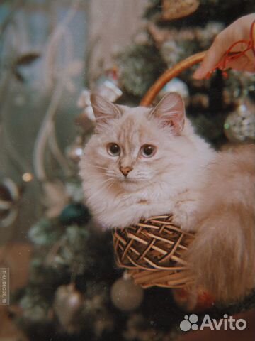 Ввязка кошки