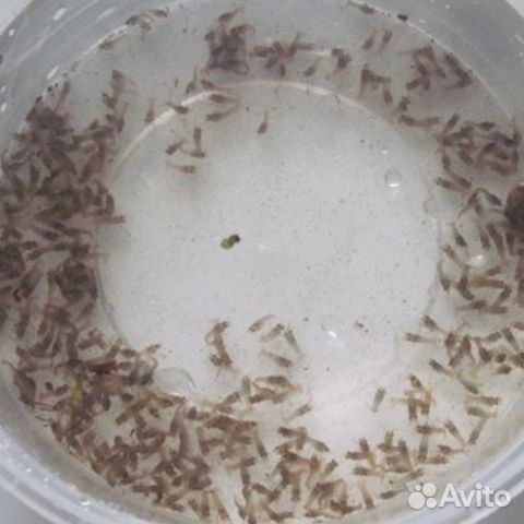 Малёк рака аккр