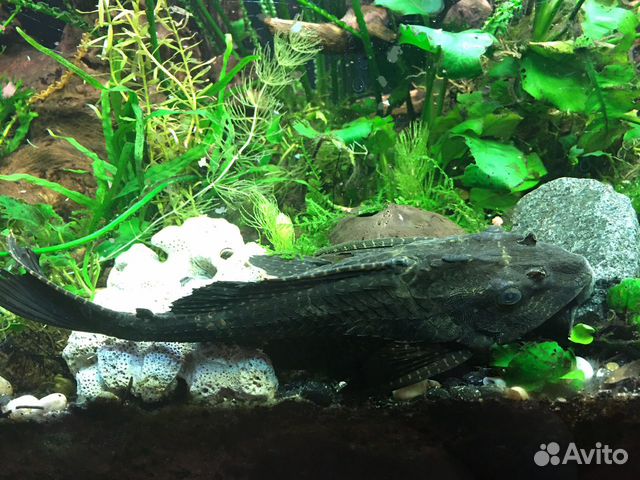 Продам сома