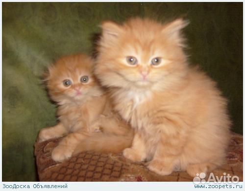 Продам котенка
