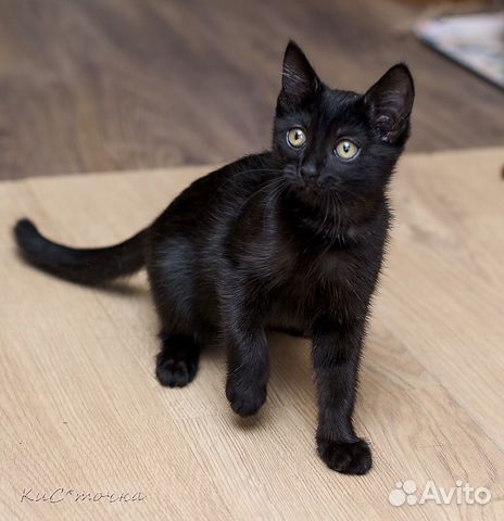 Тимоша(3 мес) котик без изъяна