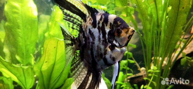 Мраморные скалярии