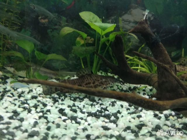 Сом таракантум