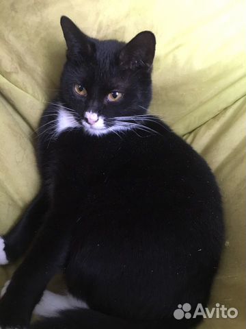 Кошечка Гаечка в добрые руки