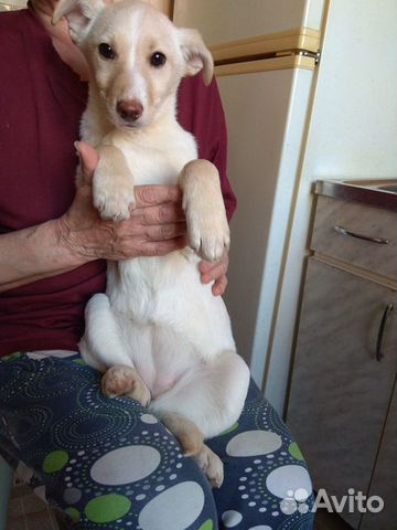 Щенуля. Ждет свою семью. Стерилизация в подарок