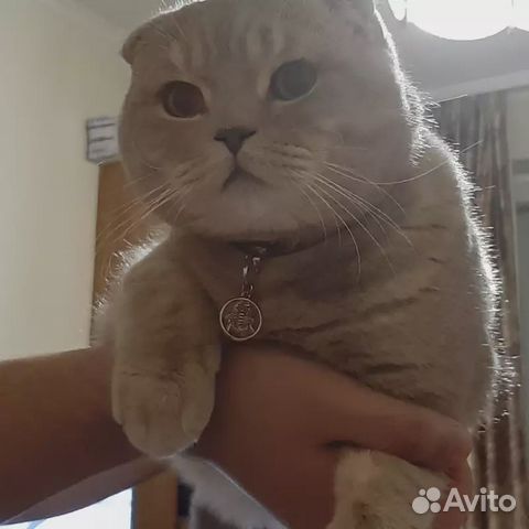 Британский кот чисто кровь