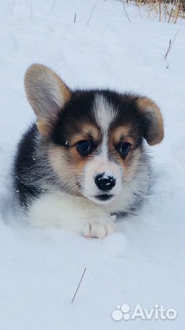 Вельш-корги кобель