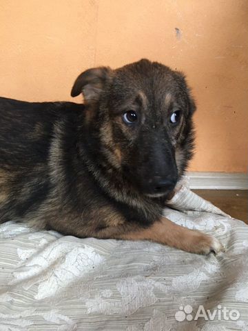 Щенок Вегас в добрые руки