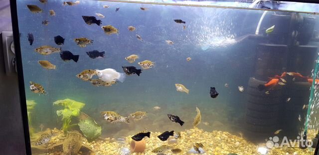 Отдам рыбок моллинезия баллон бесплатно