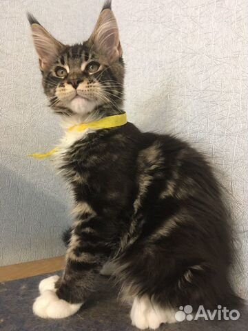 Ждём заботливого хозяина