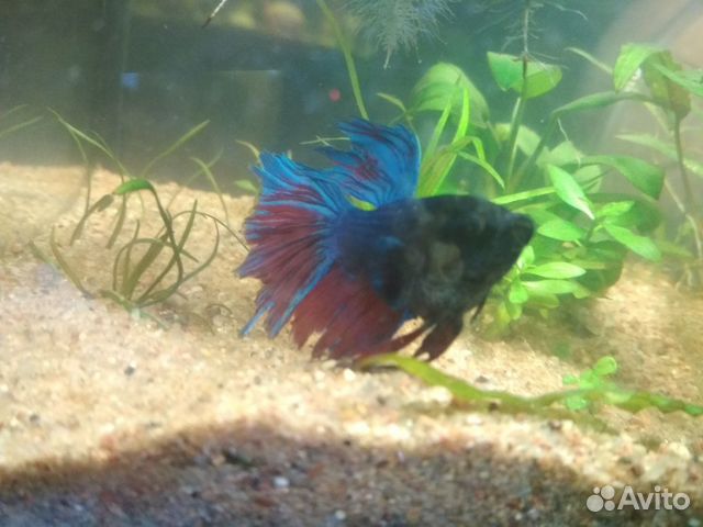 Взрослый самец петушка