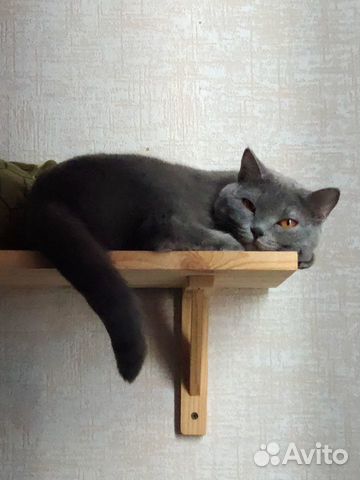 Британская короткошерстная кошка
