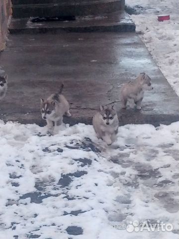 Продаются щенки хаски