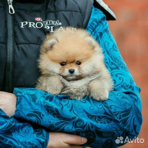 Al-виши Кавалер