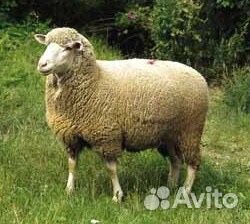 Баранчики с откорма