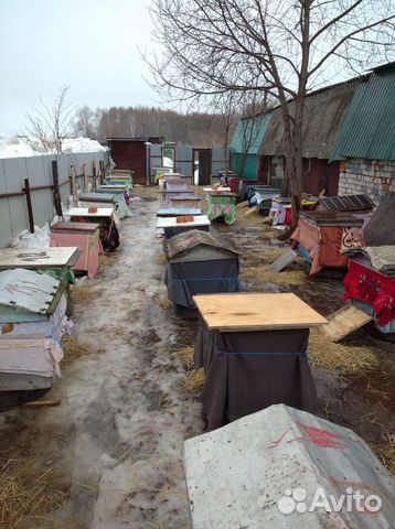 Пчелосемьи