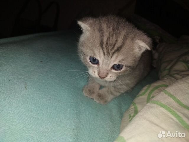 Шотландская