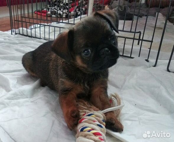 Мальчик-брабантик