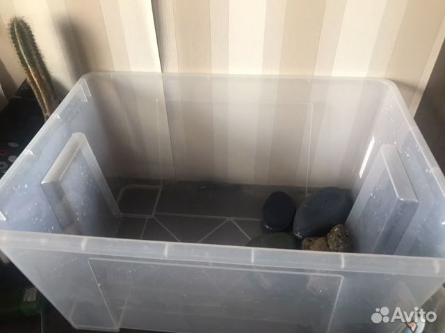 Черепашка(ниндзя)