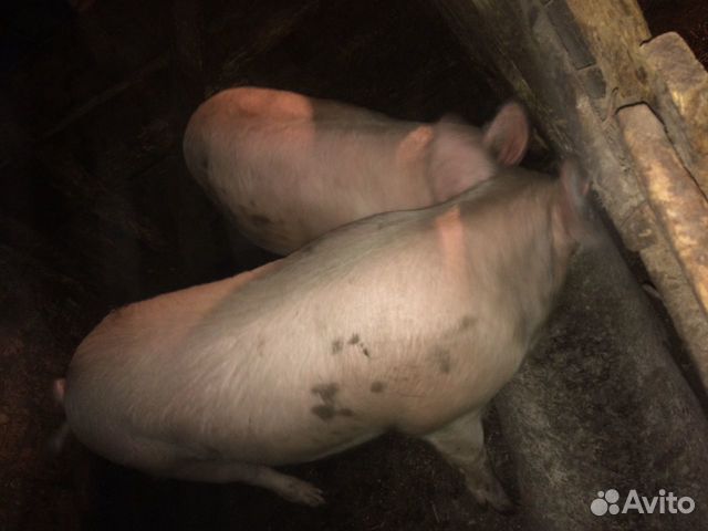 Продаются кабаны