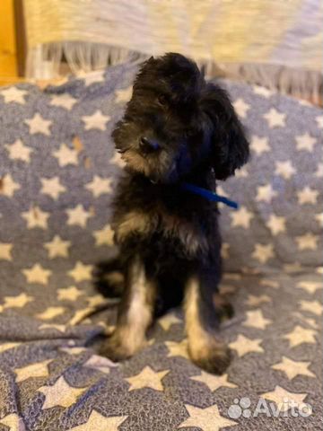 Отдам щенка-метиса