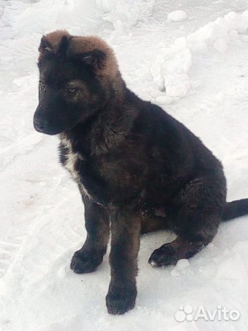 Щенок для охраны