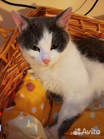 Котенок