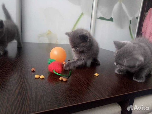 Котята плюшевые британские
