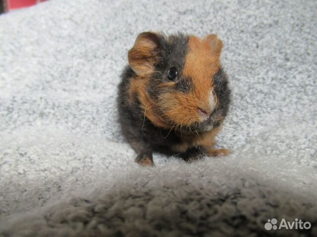 Морские свинки