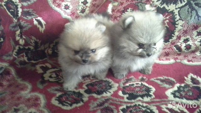 Микроскопические малыши