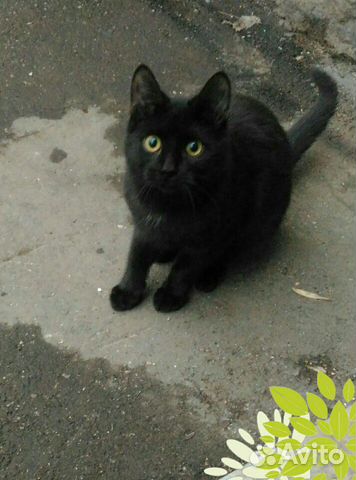 Макарка