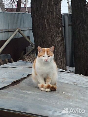 Кот «смотрящий»