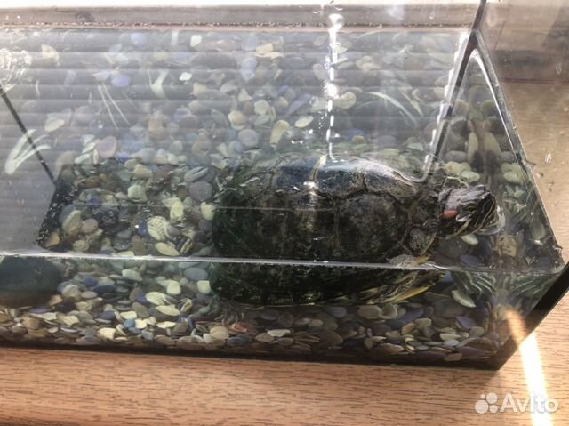 Милая черепашка в добрые руки