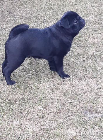 Красавчик мопс