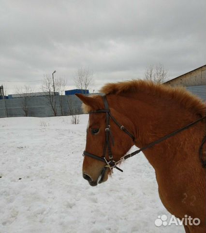 Русские тяжеловозы