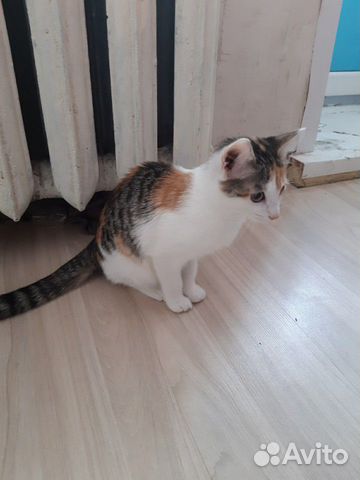 Обычная кошечка