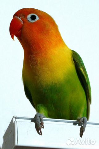 Отдам двух попугаев неразлучников