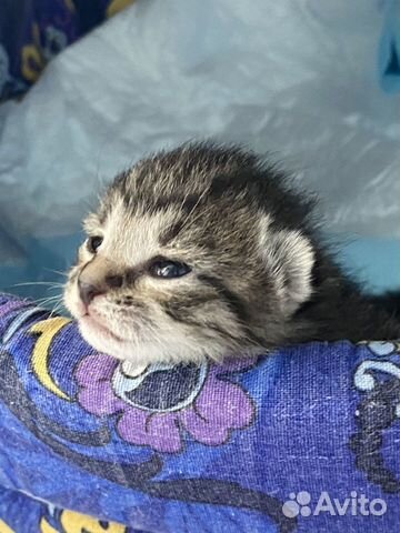 Котята 14 дней