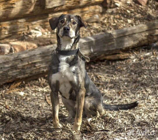 Крупный пес ищет постоянный дом