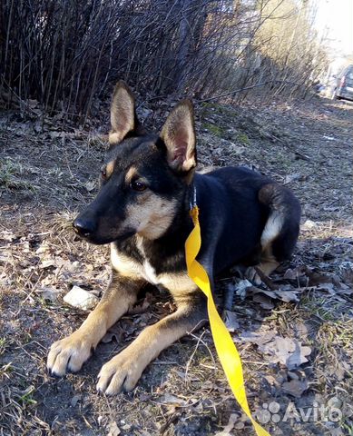 Ищет дом щенок не крупной собаки Юнна